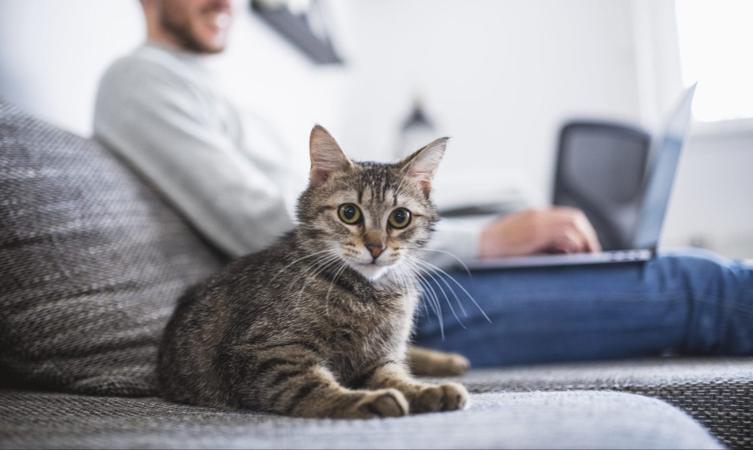 Three Easy Steps to Litter Training – NewAgePet