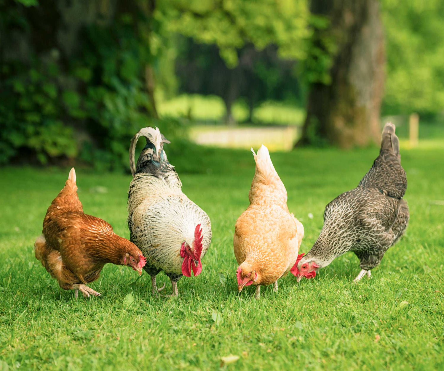 Ultimate Guide to Backyard Chicken Space Requirements: How Much Space ...