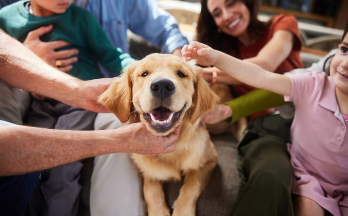 Exploring the Unbreakable Bond Between Humans and Pets – NewAgePet