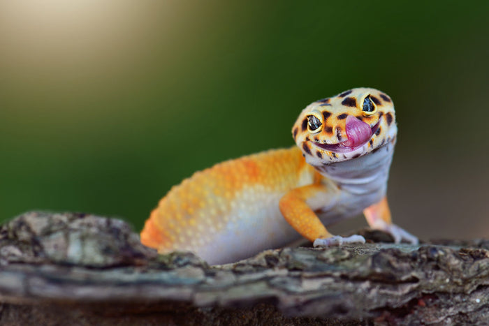 What You Need To Know About Keeping A Lizard As A Pet – NewAgePet